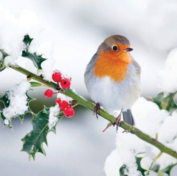 Robin1 | Oak Tree Homes Trust